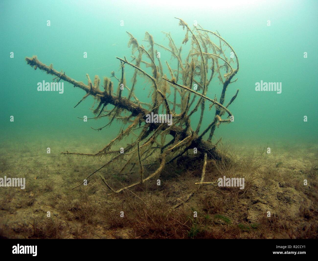 Xmas tree and underwater hi-res stock photography and images - Alamy
