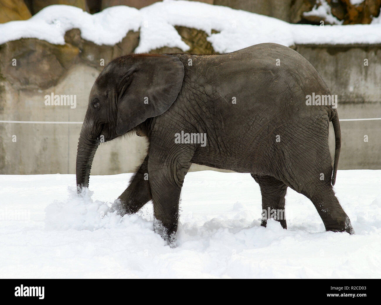Mongu hi-res stock photography and images - Alamy