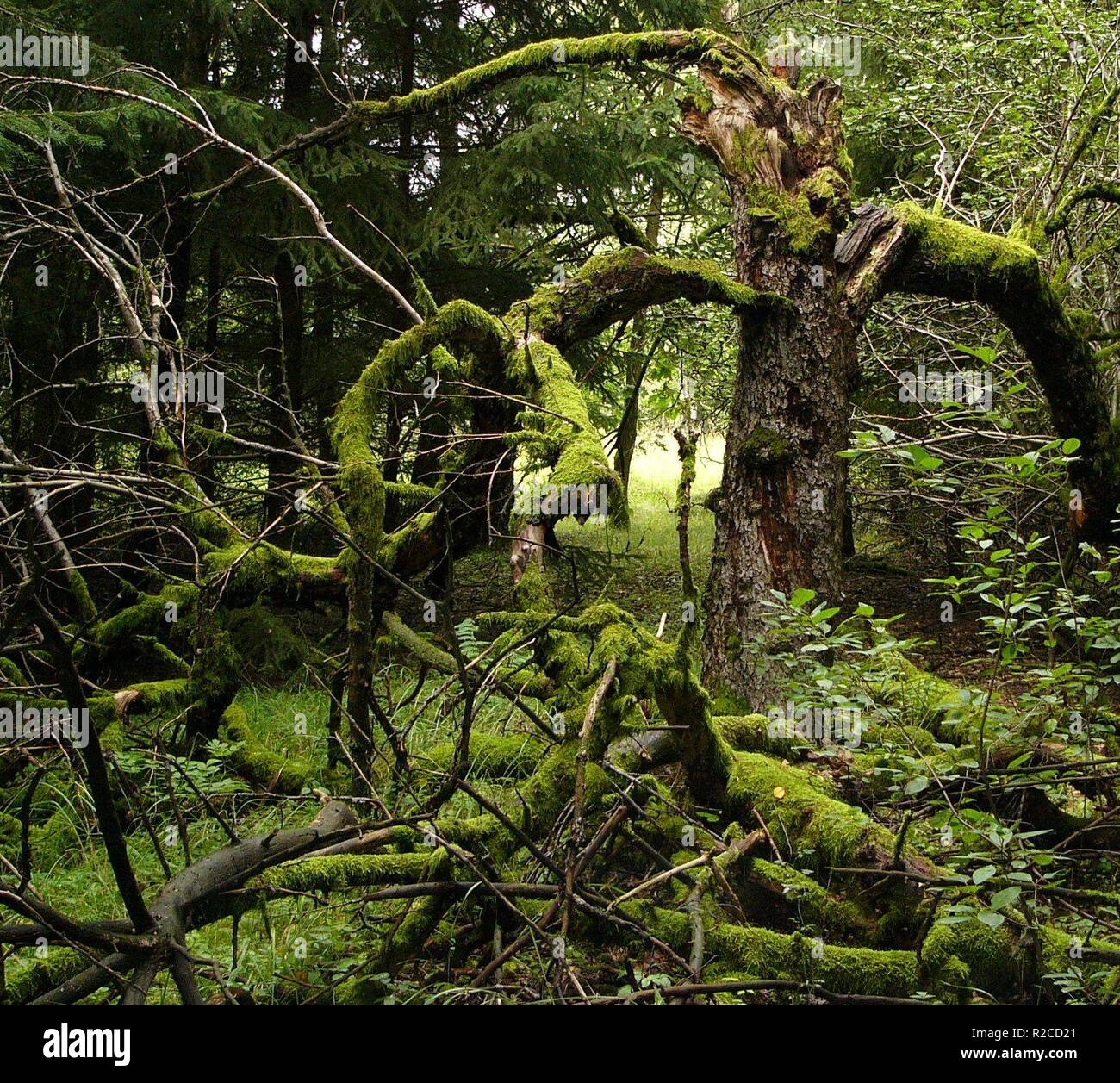 a body in the woods Stock Photo - Alamy