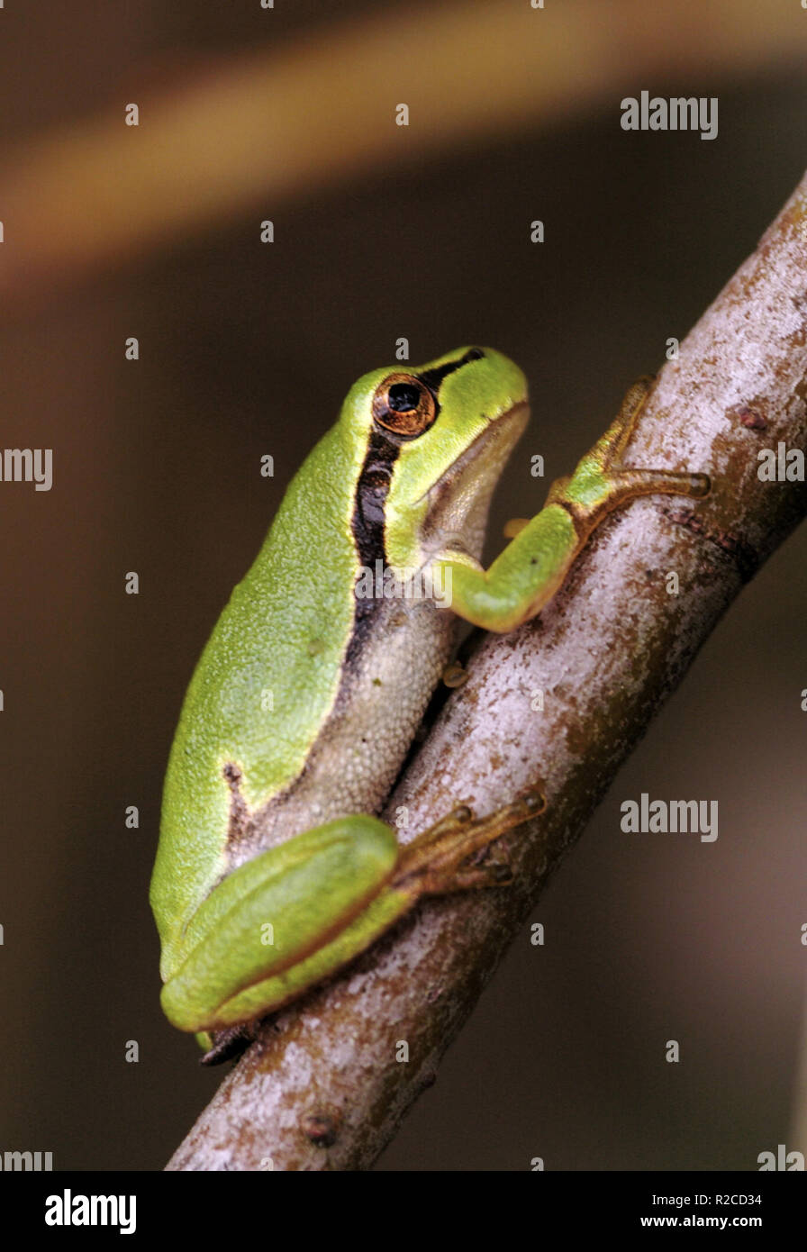 Green tree frog branch hi-res stock photography and images - Alamy