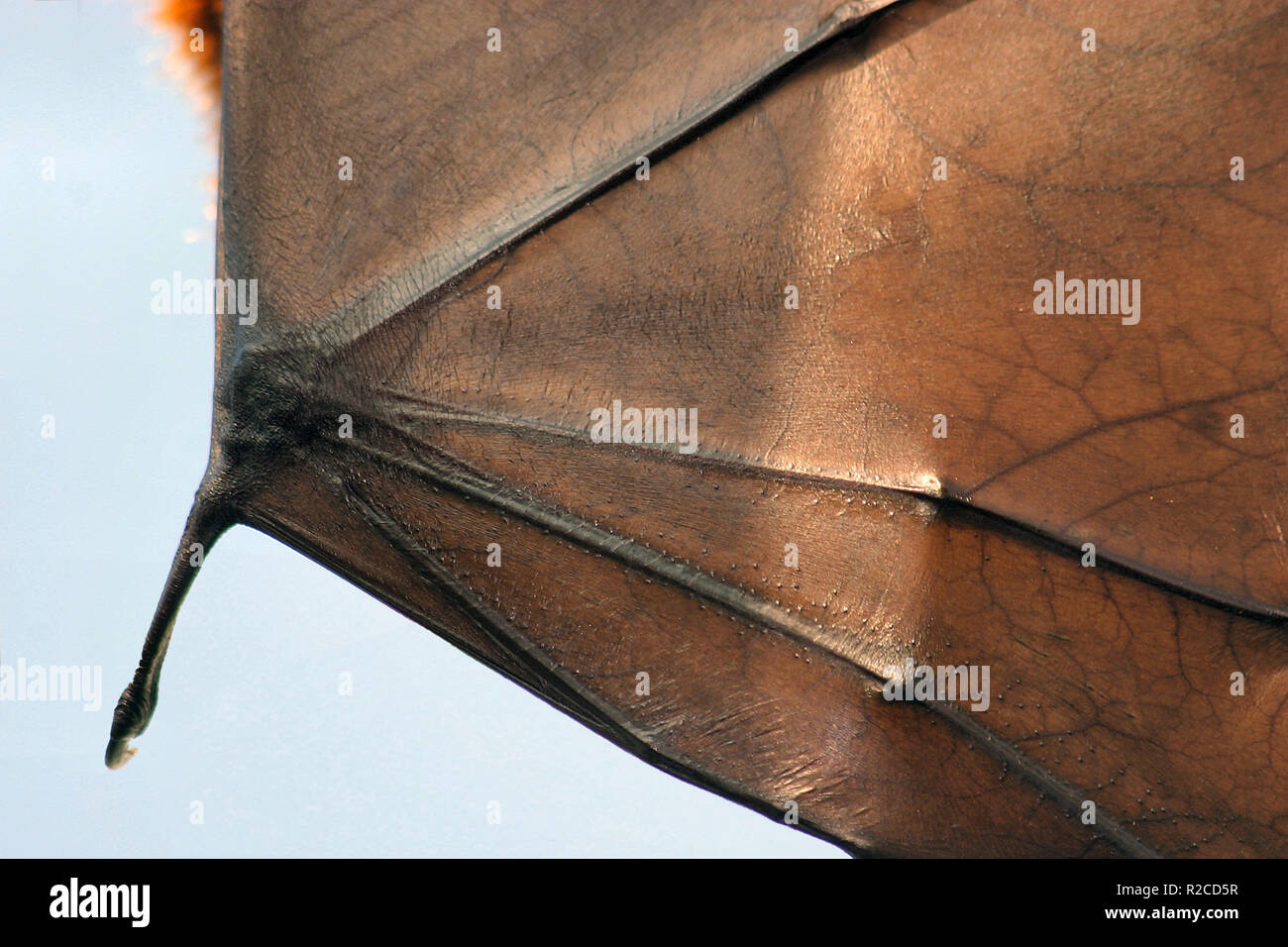 Wings veins hi-res stock photography and images - Alamy