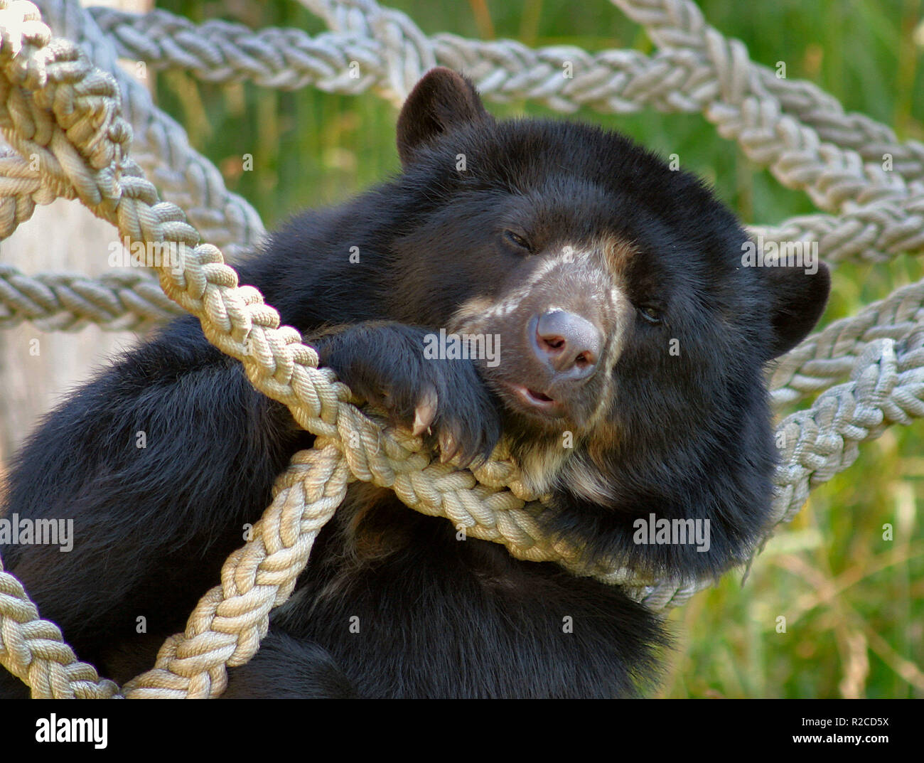 just hanging around Stock Photo - Alamy