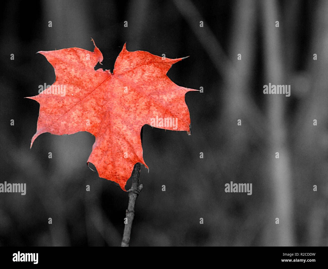 the last leaf Stock Photo - Alamy