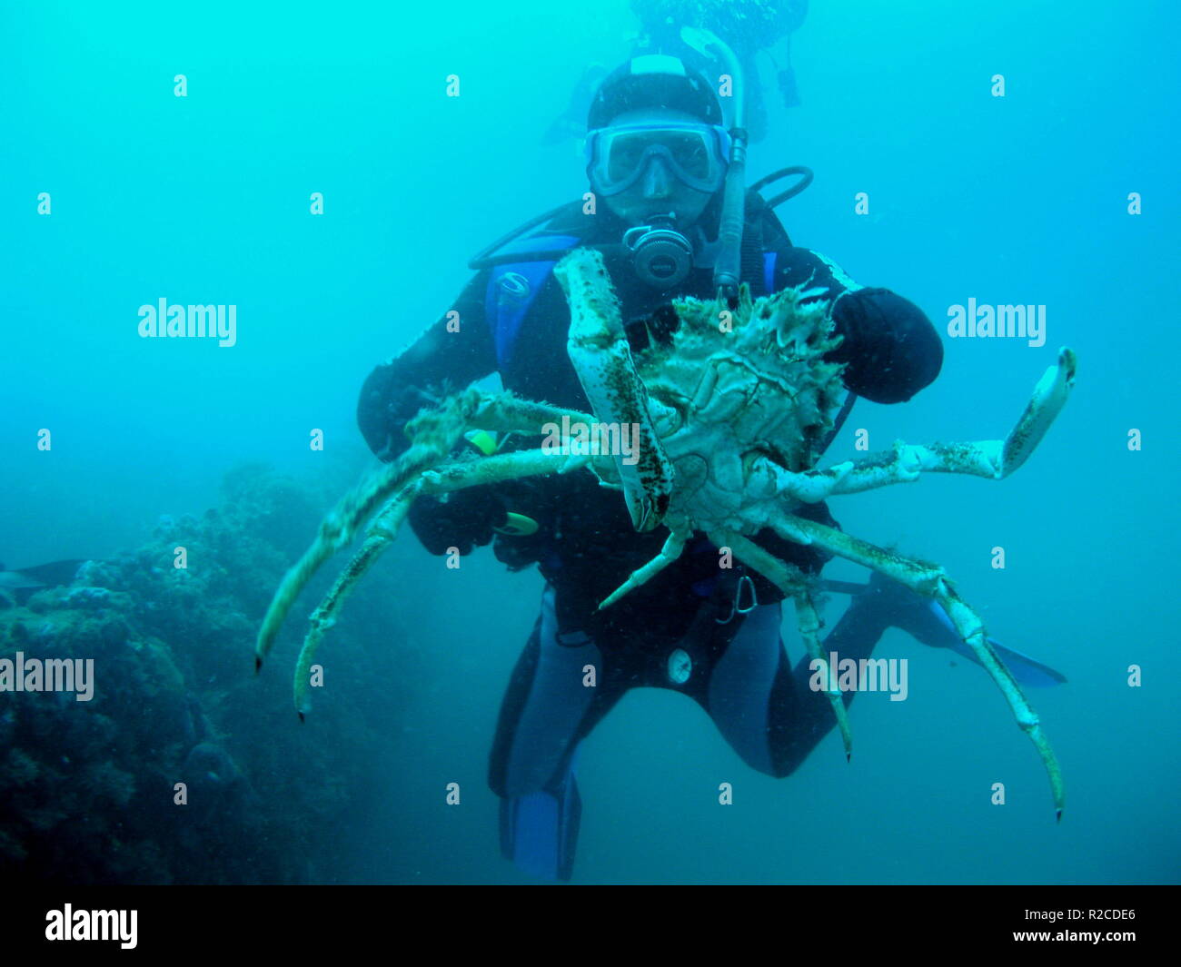Seespinne hi-res stock photography and images - Alamy