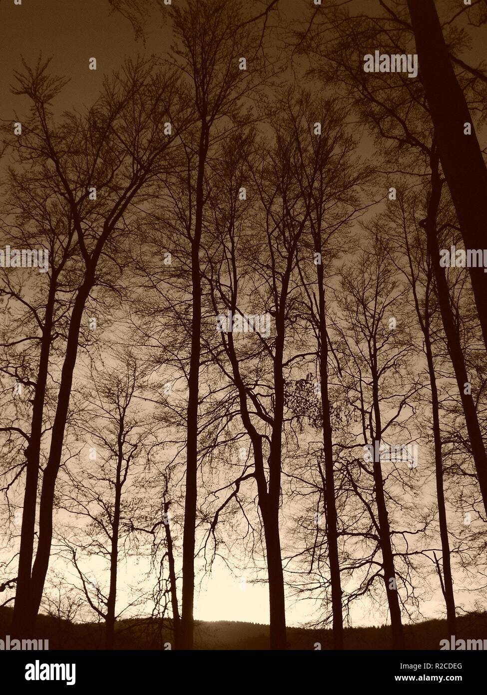 Luminous giants hi-res stock photography and images - Alamy