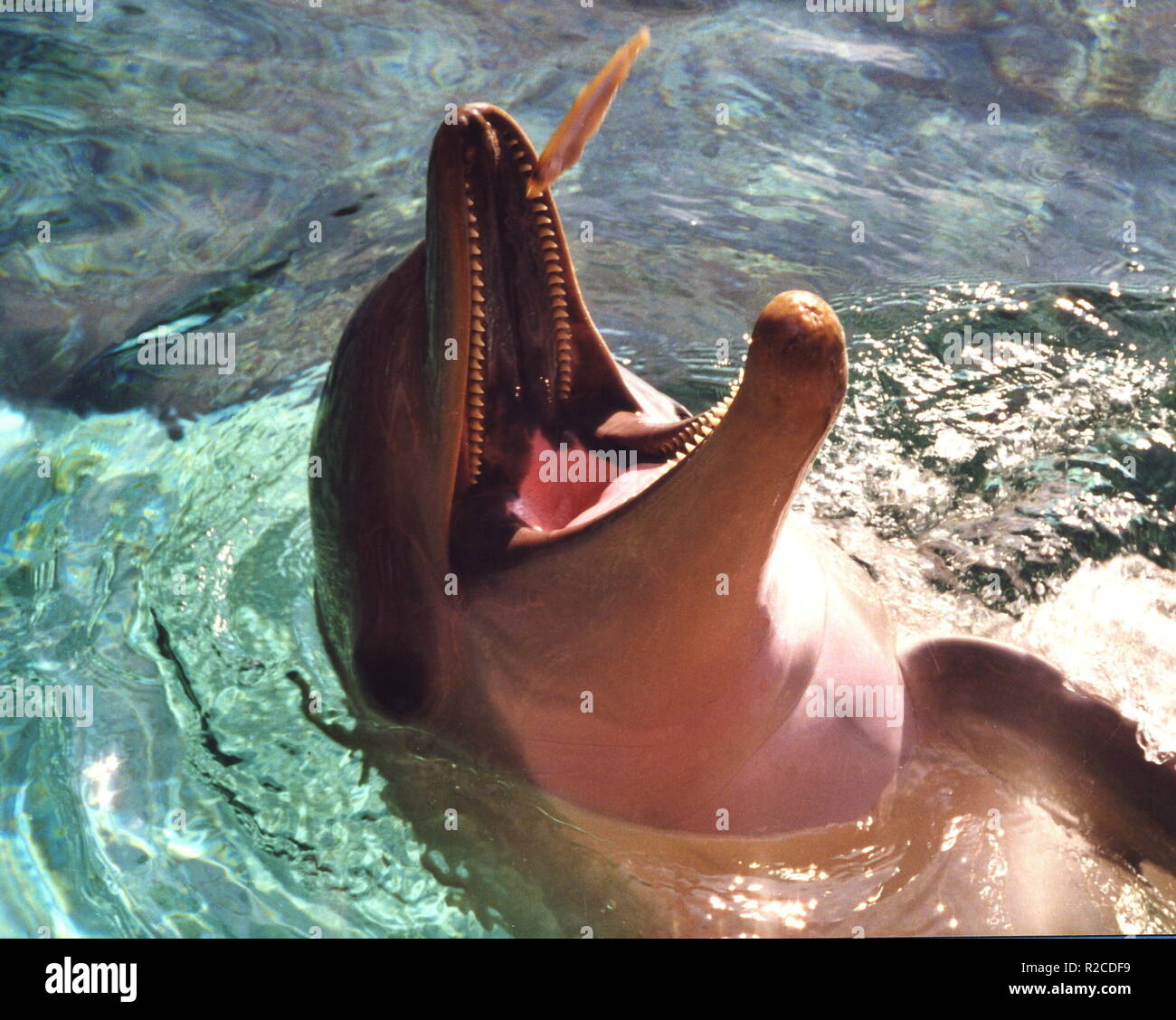 Dolphin teeth fish hi-res stock photography and images - Alamy