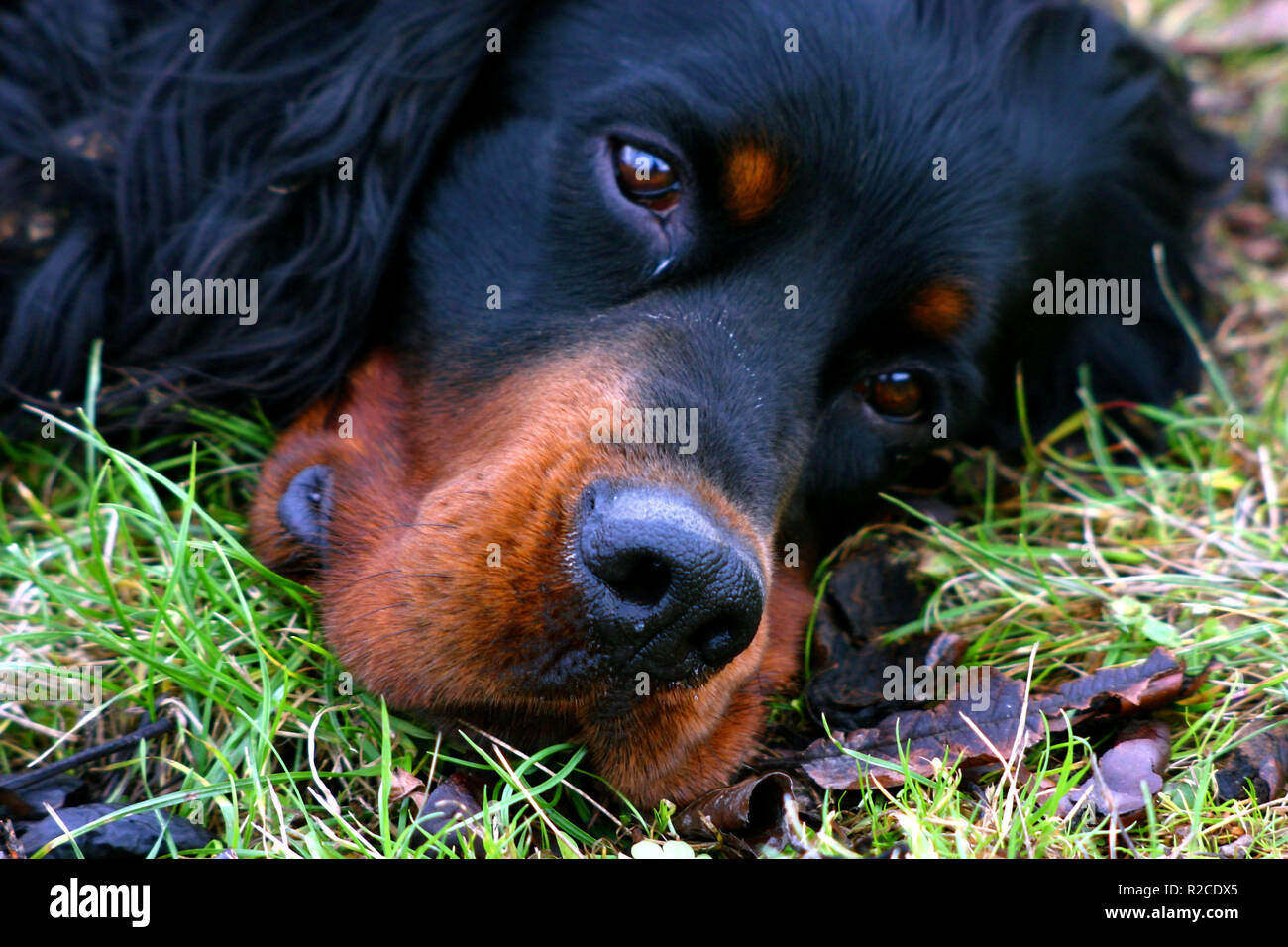 Dear badger hi-res stock photography and images - Alamy
