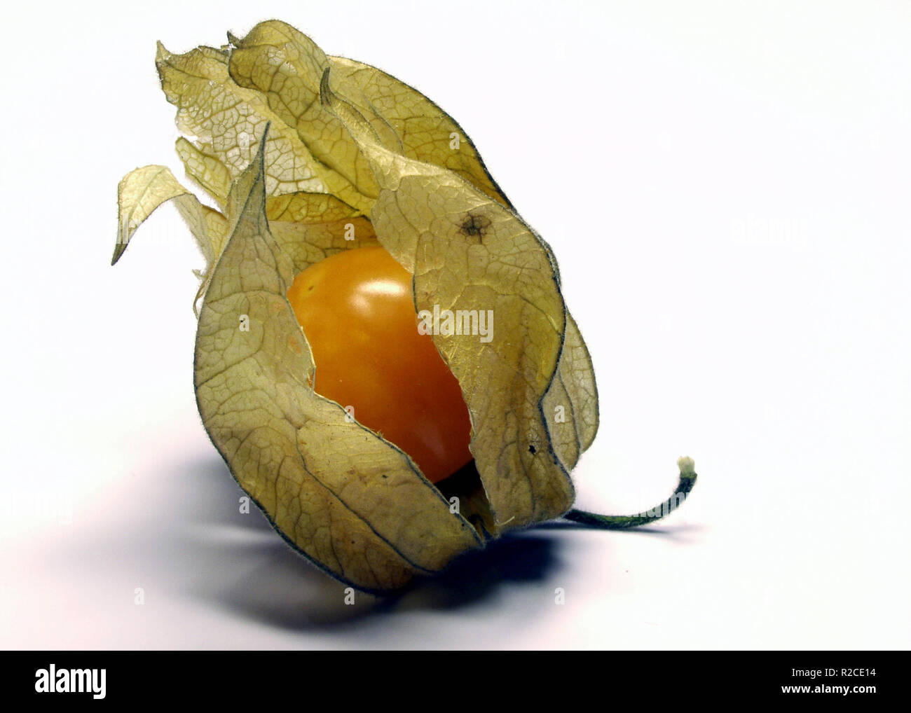 south african gooseberry Stock Photo - Alamy