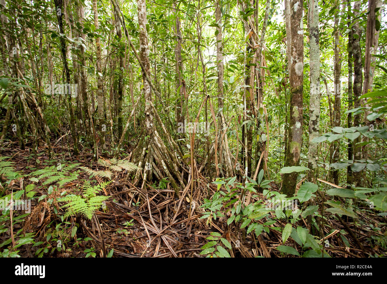 Suva forest Park Fiji Stock Photo - Alamy