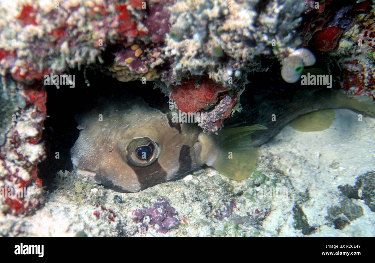 Shy beach hi-res stock photography and images - Alamy