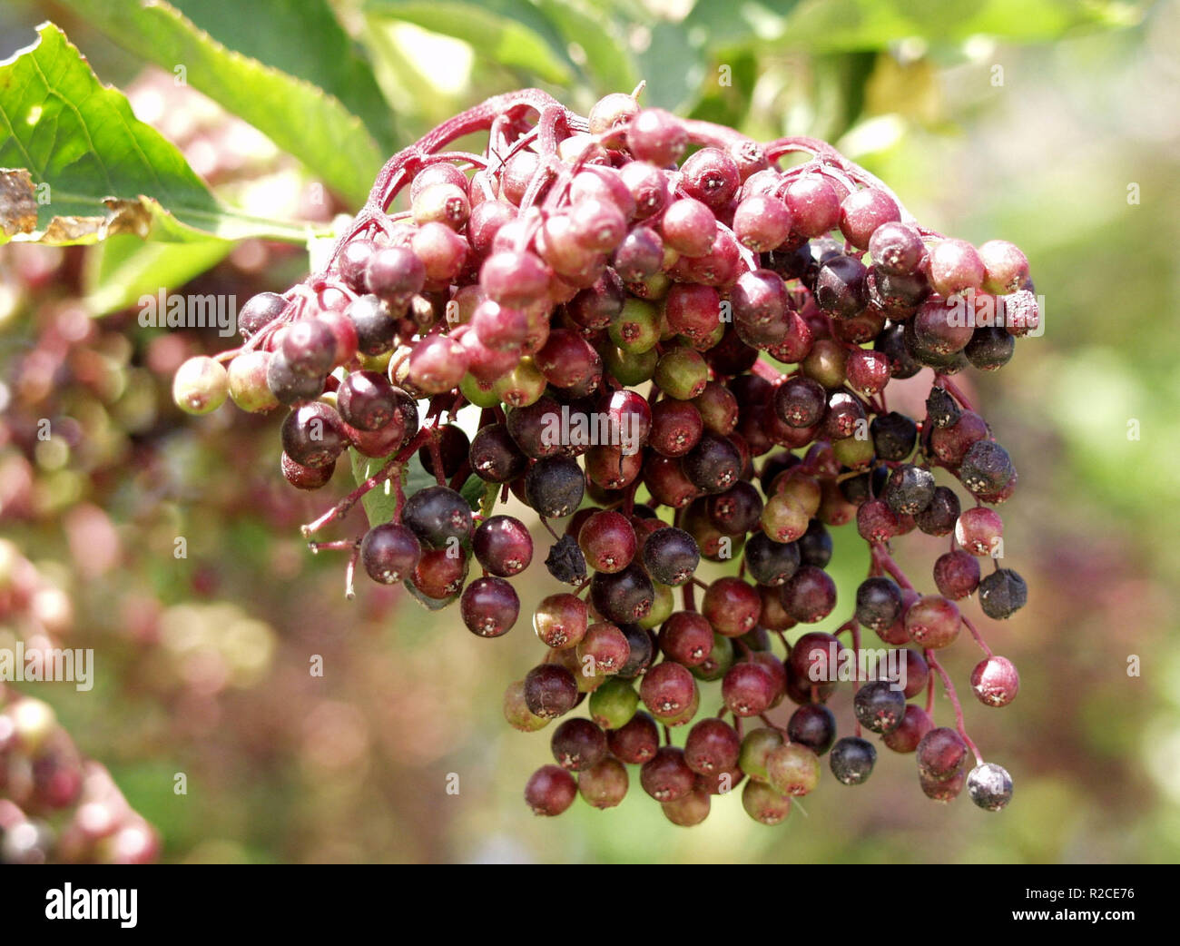 Holunderstrauch hi-res stock photography and images - Alamy