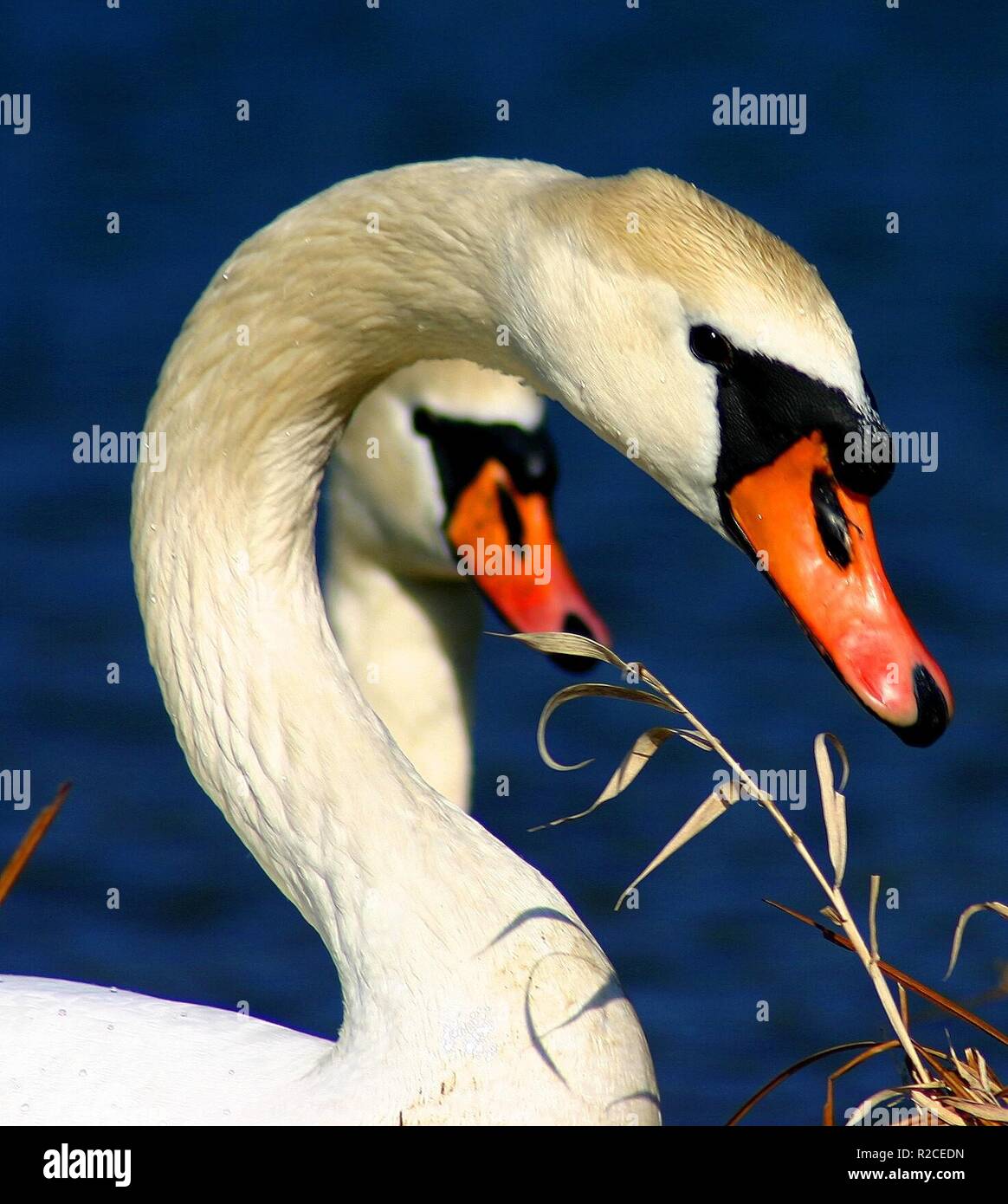 Swan twins hi-res stock photography and images - Alamy