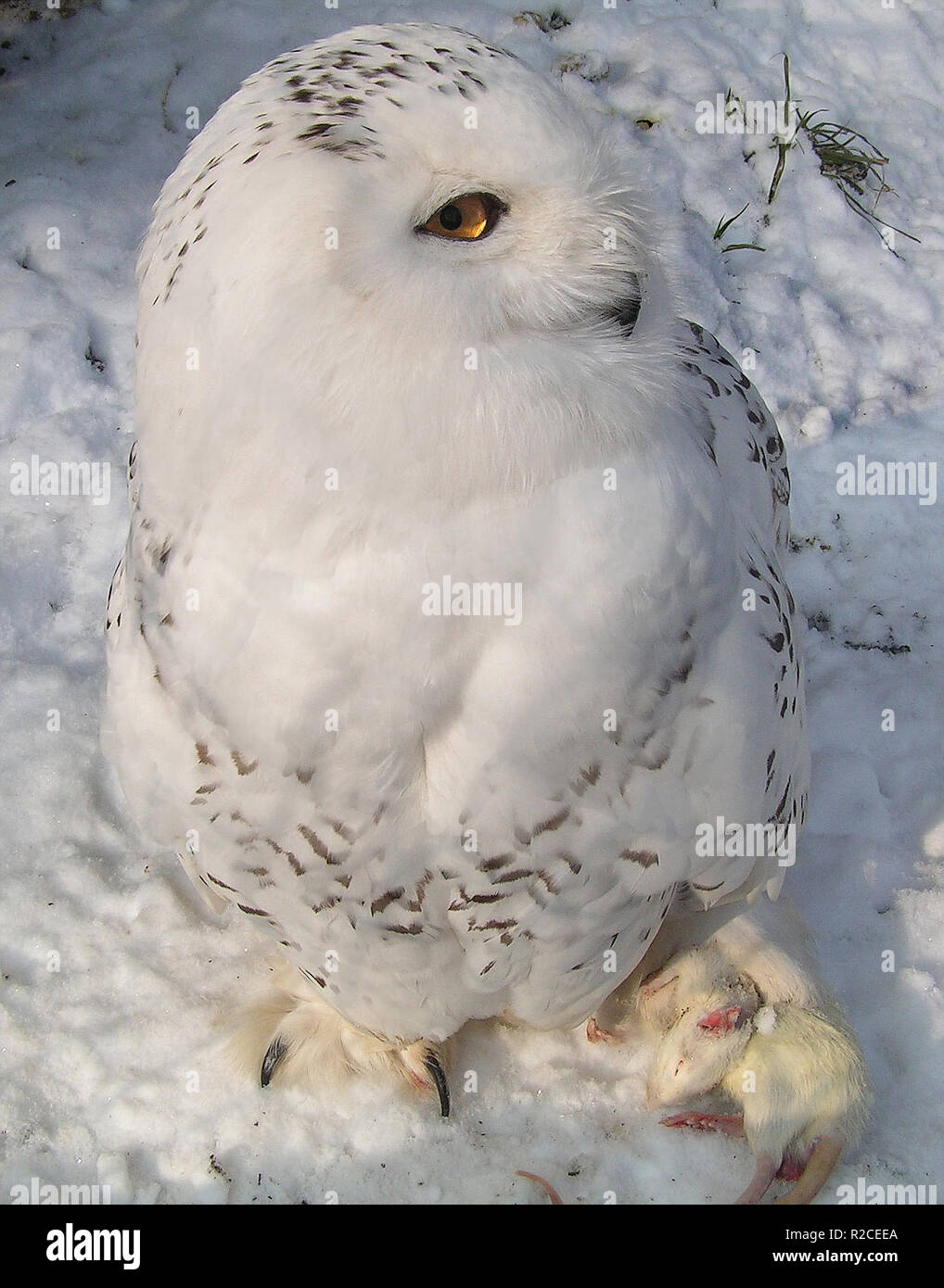 Eule animal hi-res stock photography and images - Alamy