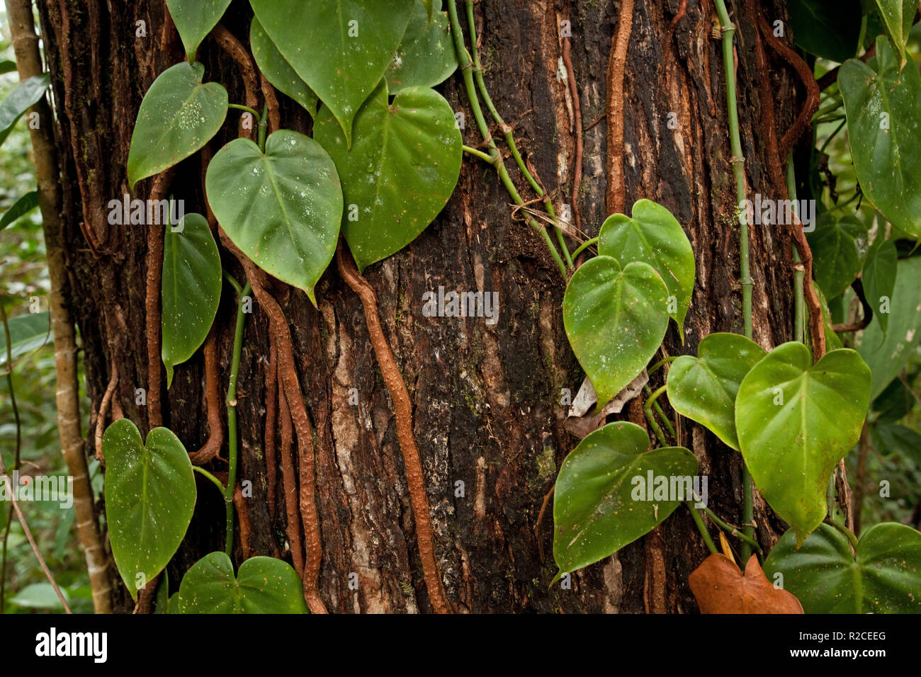 Suva forest Park Fiji Stock Photo - Alamy