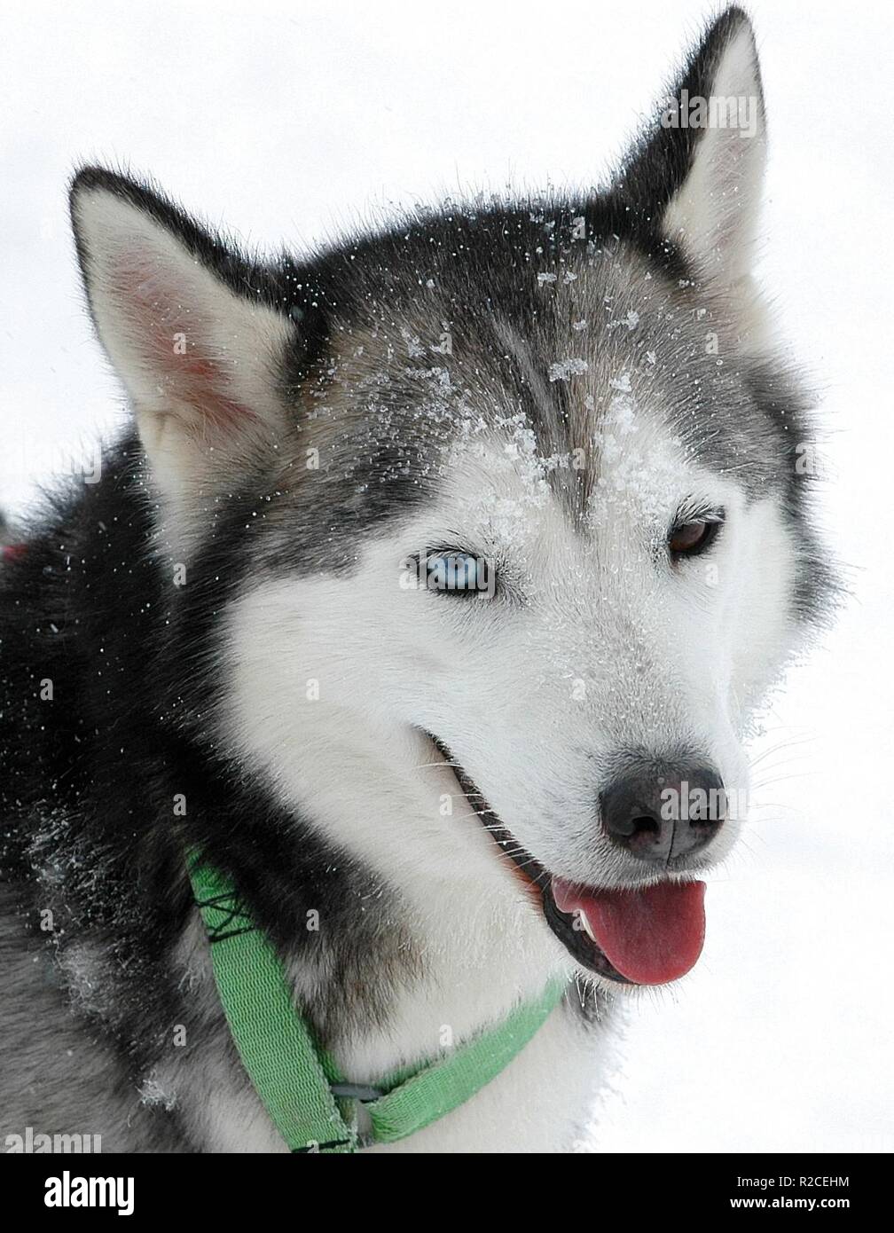 tired after the race Stock Photo - Alamy