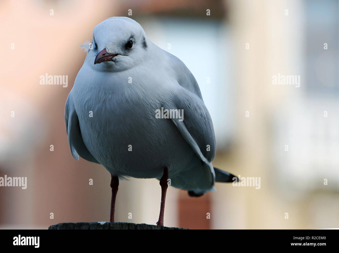 Fat seagull hi-res stock photography and images - Alamy