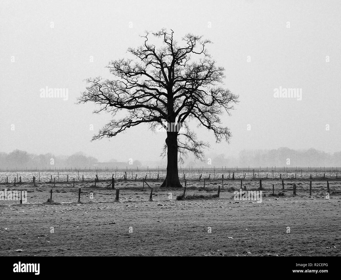 tree in february Stock Photo - Alamy