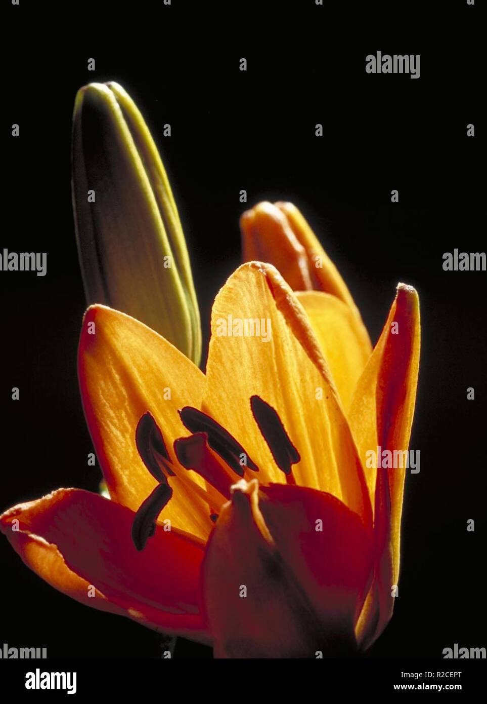 against the light Stock Photo - Alamy