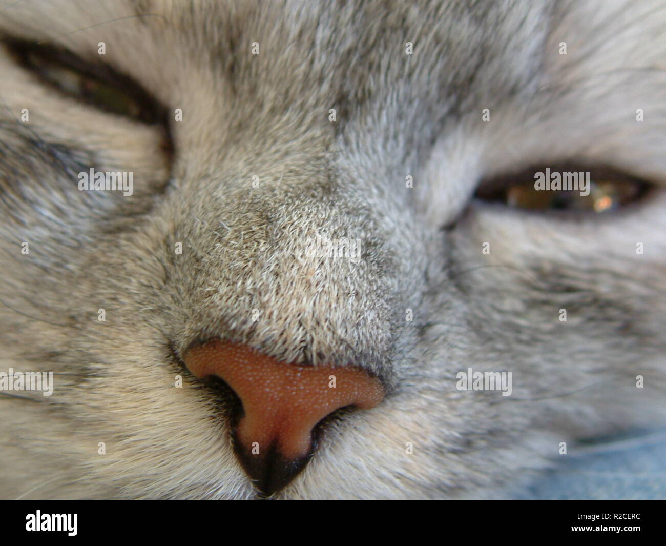 Sharp nose hi-res stock photography and images - Alamy