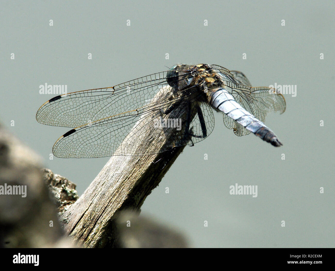 Wing damage hi-res stock photography and images - Alamy