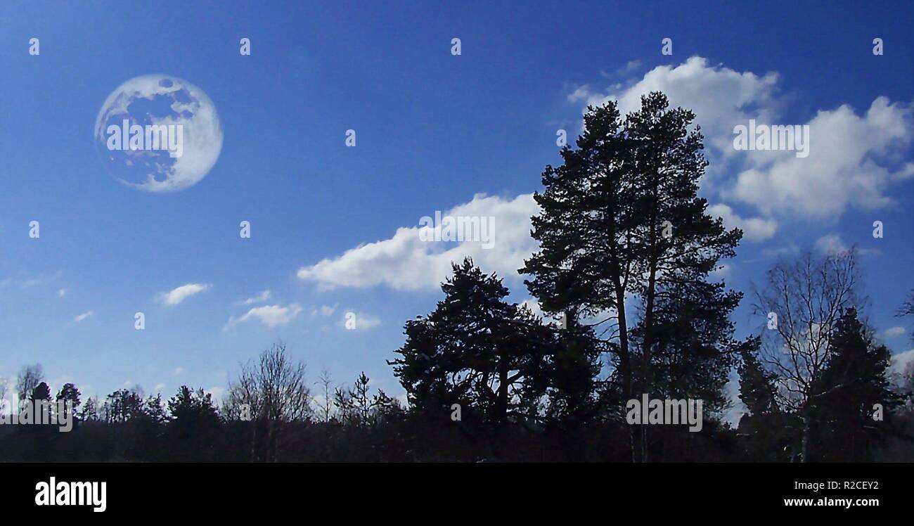 my favorite tree Stock Photo - Alamy
