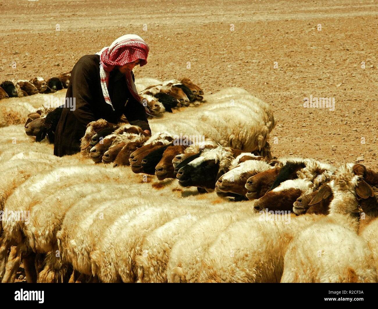 Bedouin sheep shepherd syria hi-res stock photography and images - Alamy