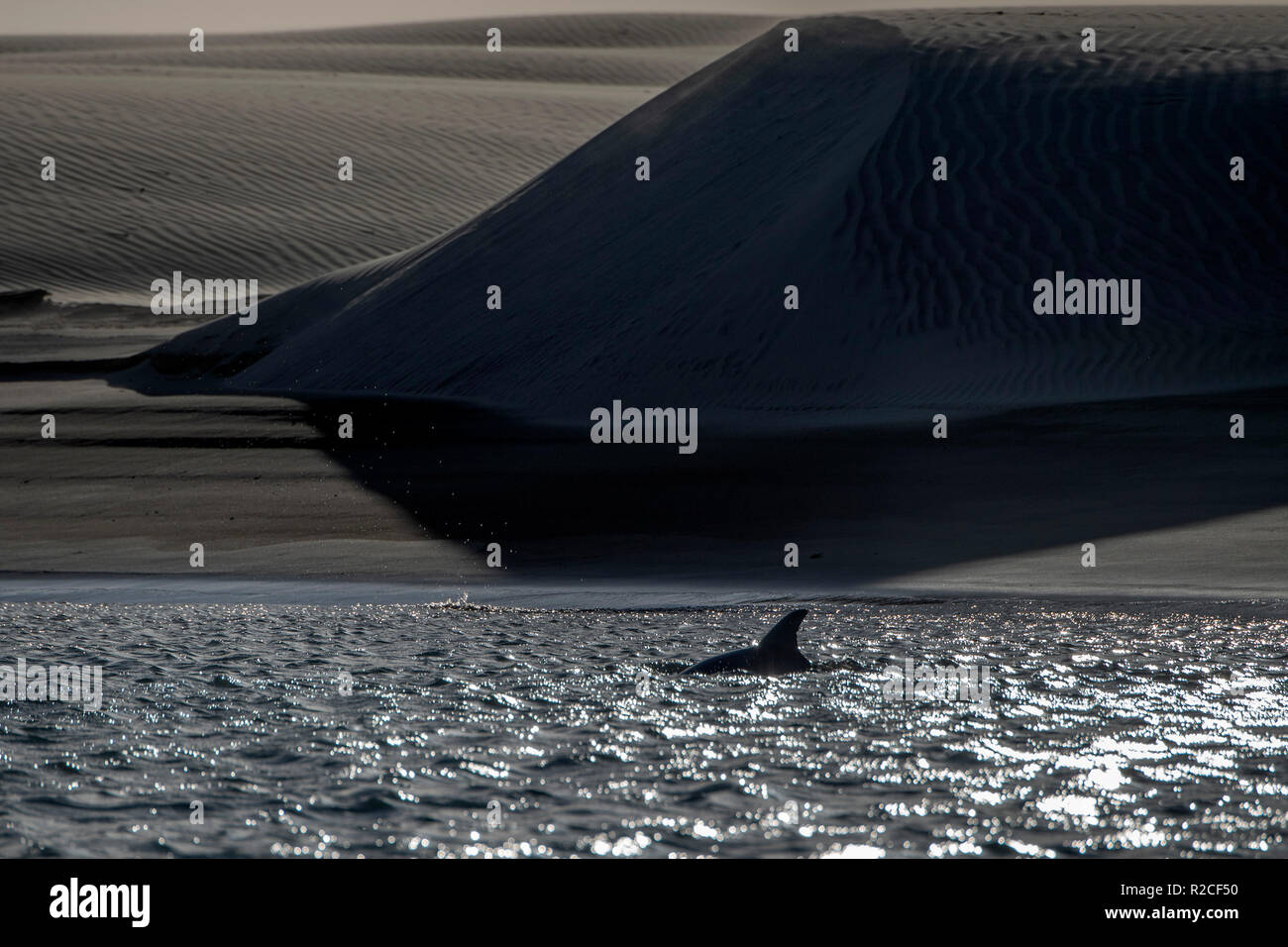 common dolphin near sand dunes beach in California Stock Photo - Alamy