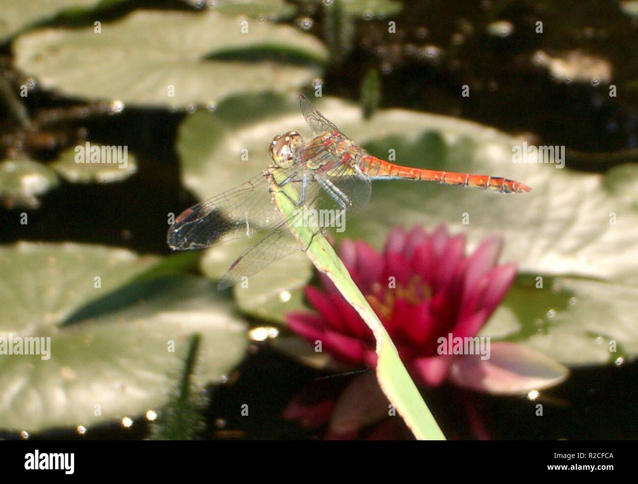 dragonfly on their hunting-ansitz Stock Photo - Alamy