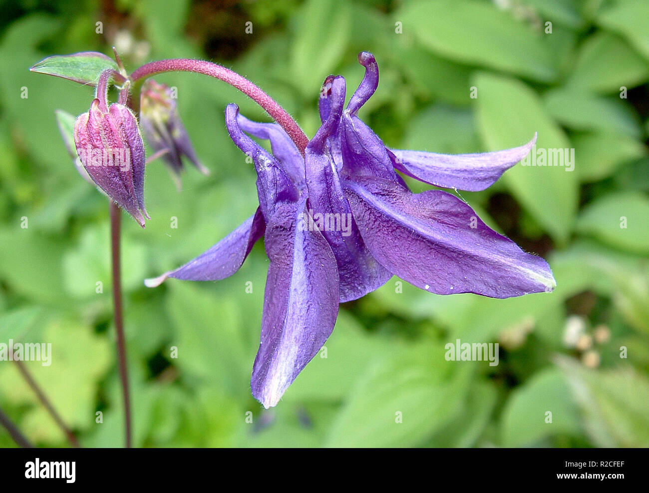 Bla tenstengel hi-res stock photography and images - Alamy