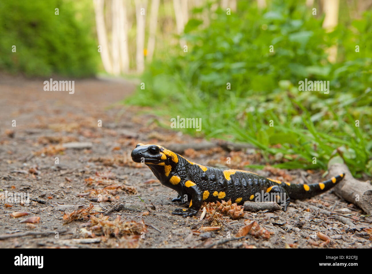 fire salamander, salamandra salamandra, Czech republic Stock Photo - Alamy