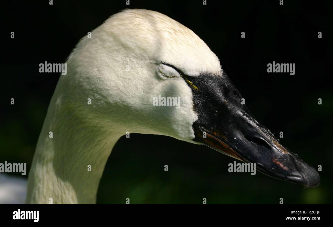 Eyes closed birds hi-res stock photography and images - Alamy