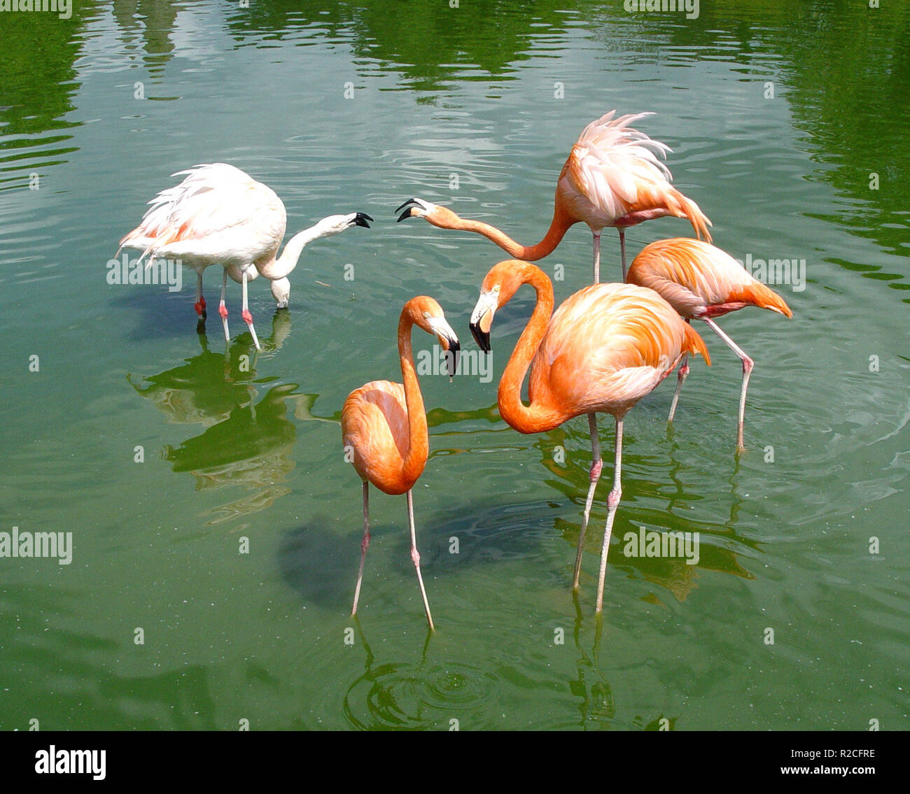 Flamingo quarreling hi-res stock photography and images - Alamy