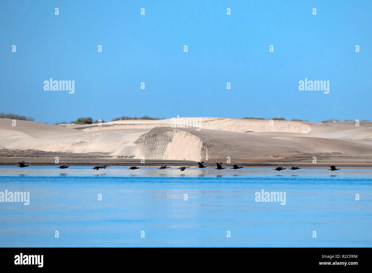 Cormorant flying in Magdalena Bay Adolfo Lopez Mateos village aerial ...