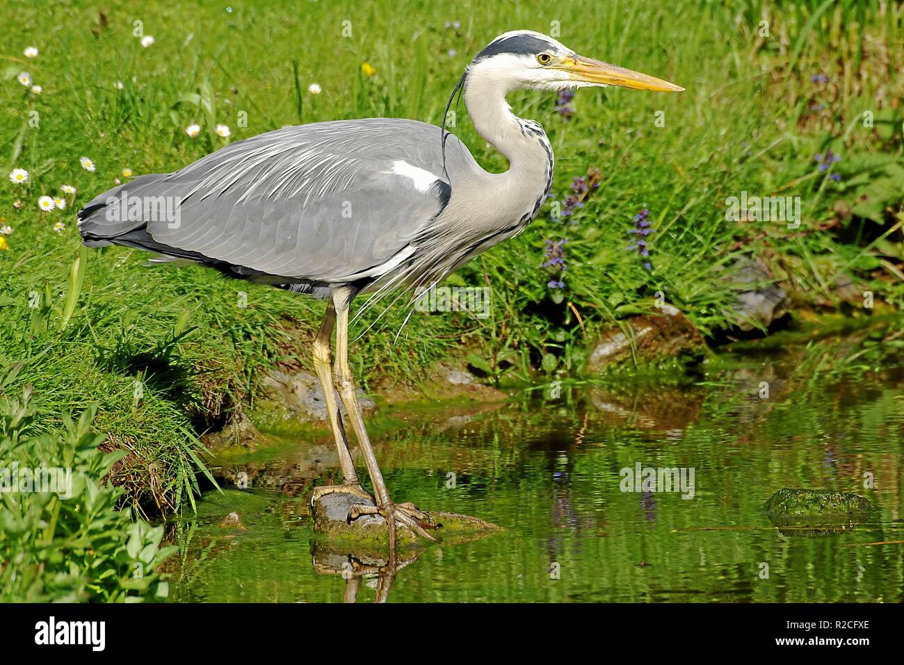 gray heron 2 Stock Photo - Alamy