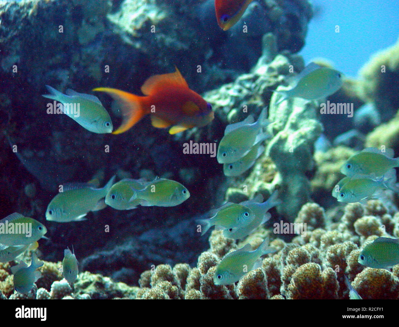 Korallenfische hi-res stock photography and images - Alamy