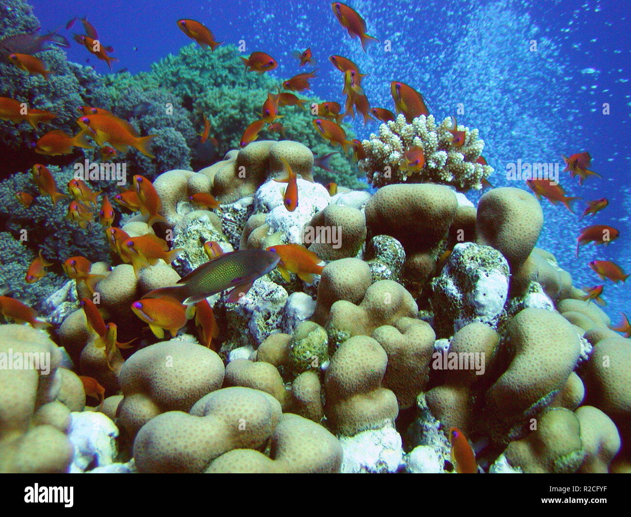 red coral fish Stock Photo - Alamy