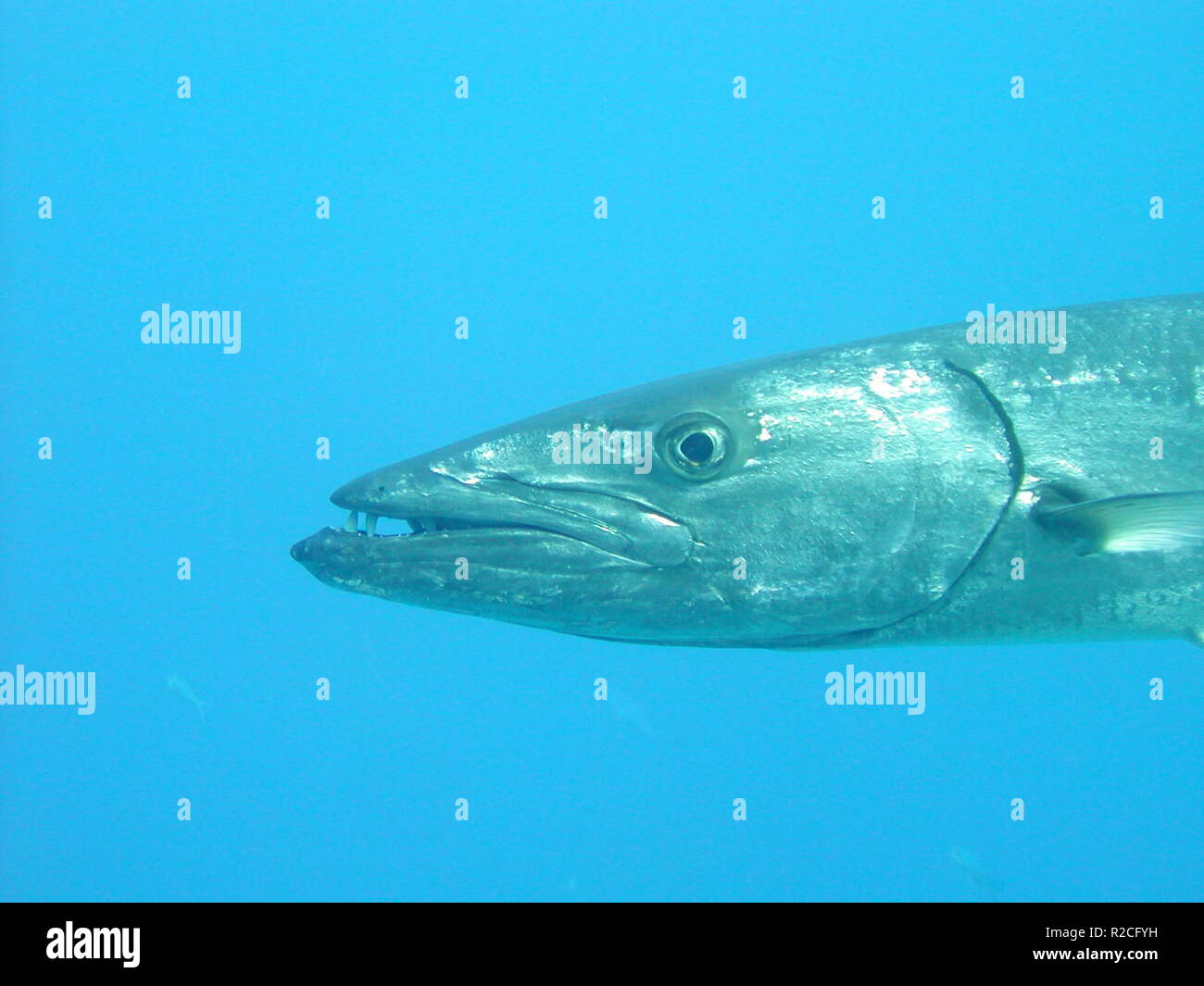 Barrakuda hi-res stock photography and images - Alamy