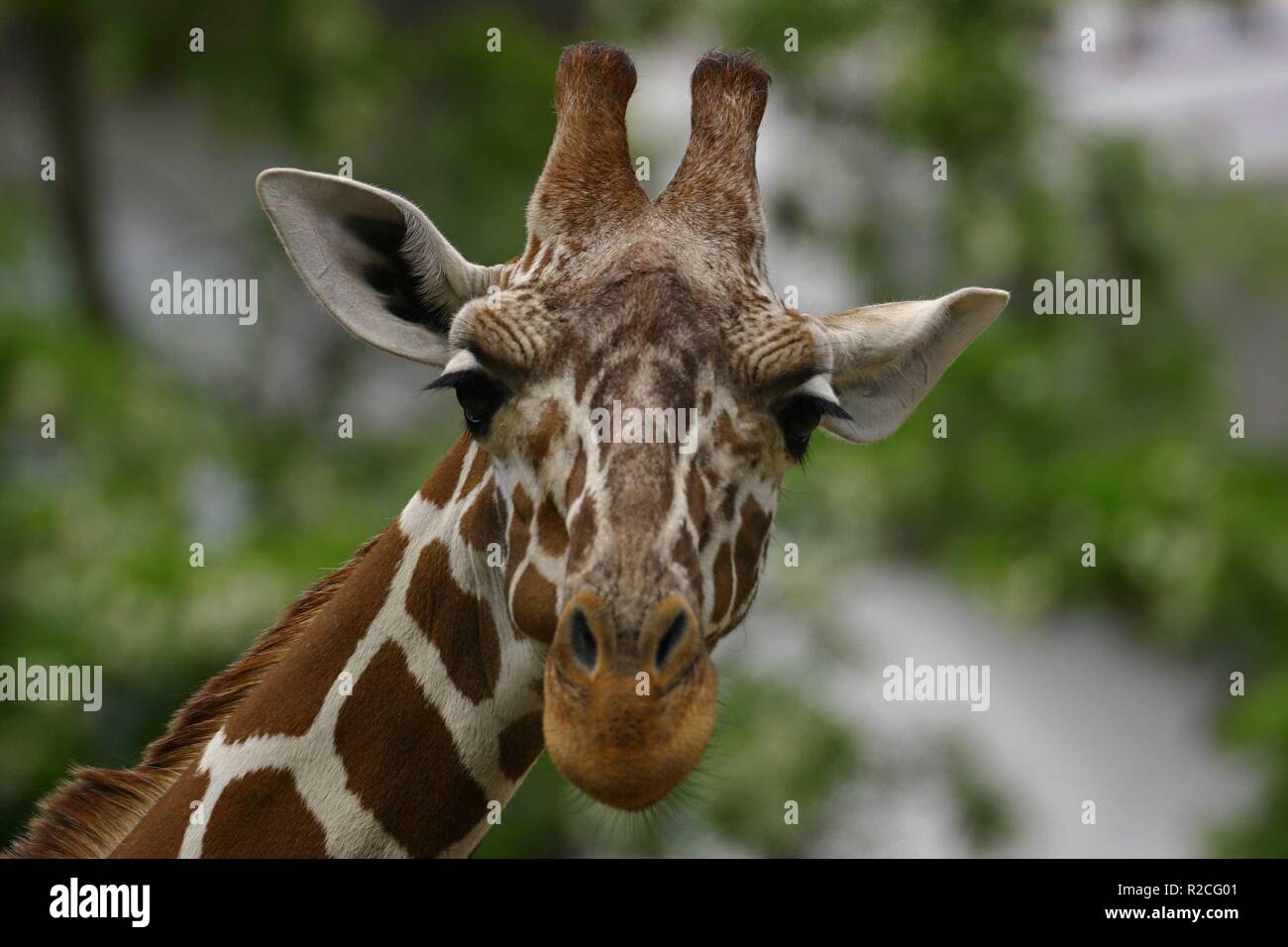 Giraffe Hello High Resolution Stock Photography and Images - Alamy