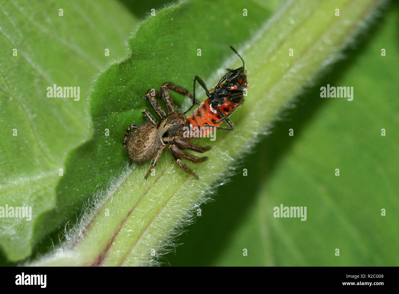 Animals of prey hi-res stock photography and images - Alamy