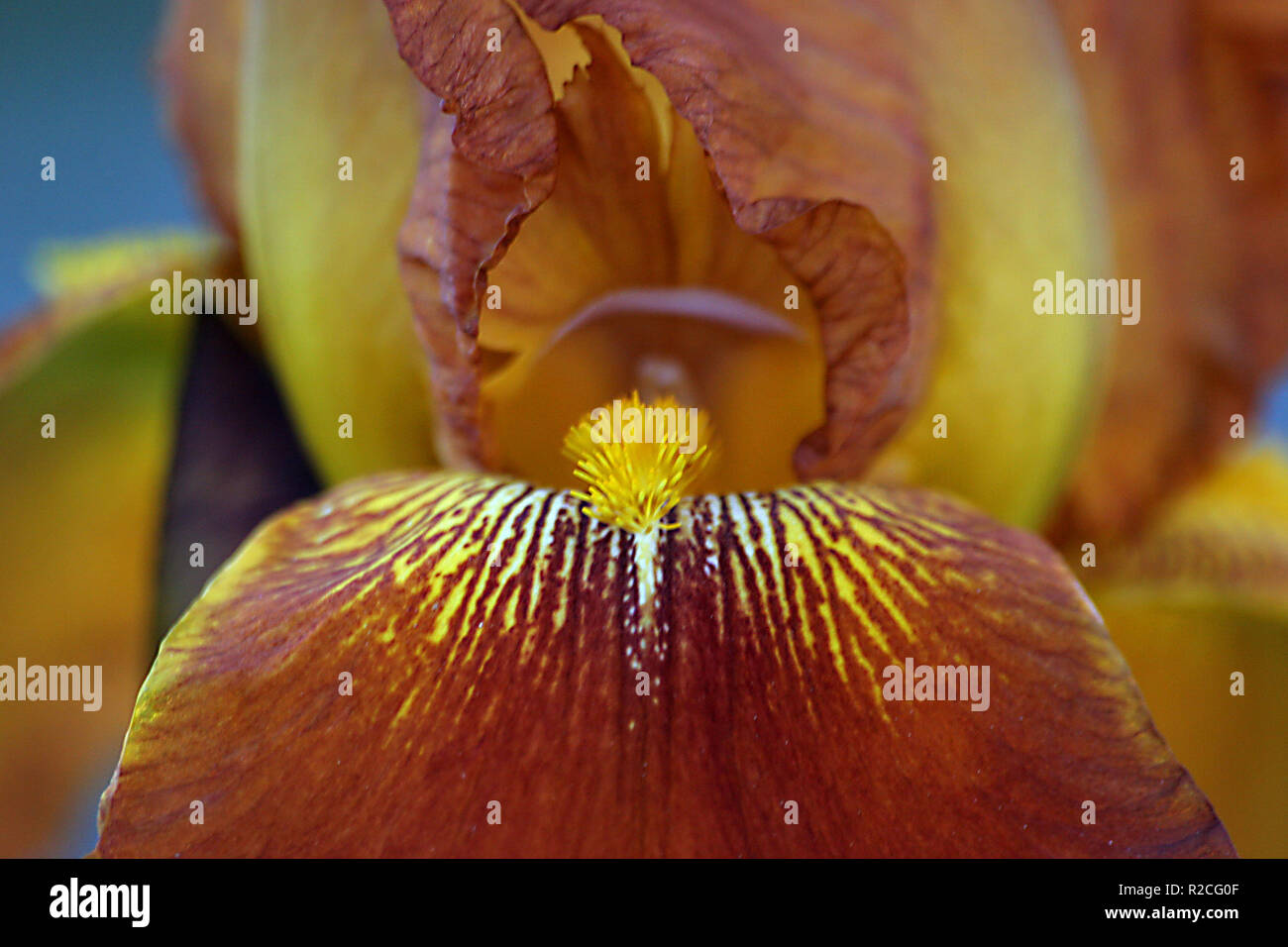 golden bearded iris Stock Photo - Alamy
