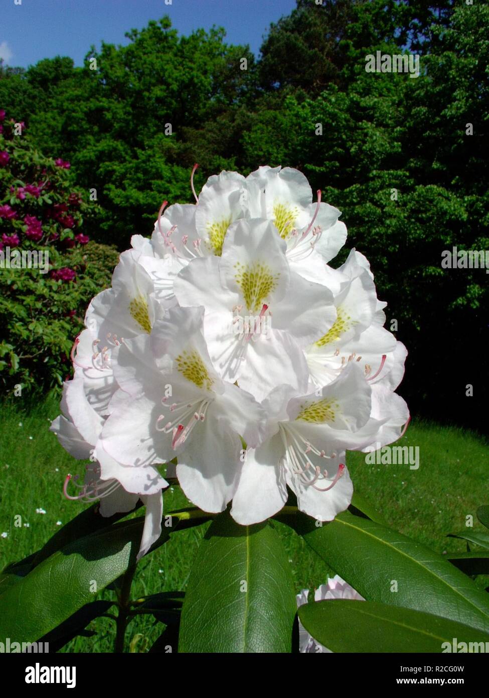 Decorative rhododendron hi-res stock photography and images - Alamy