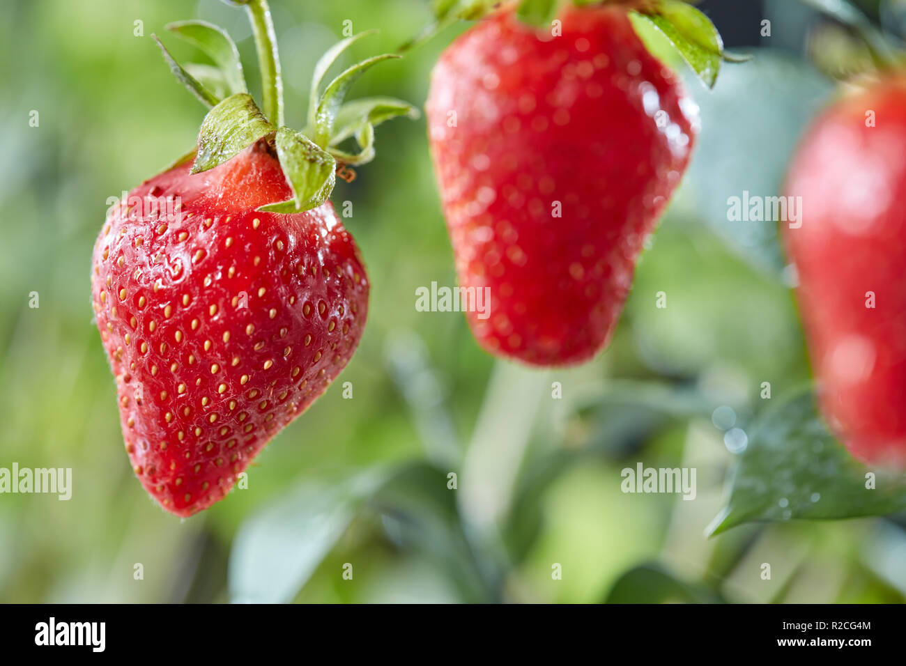 Juicy red strawberries on a stalk with a drop of dew in the garden ...