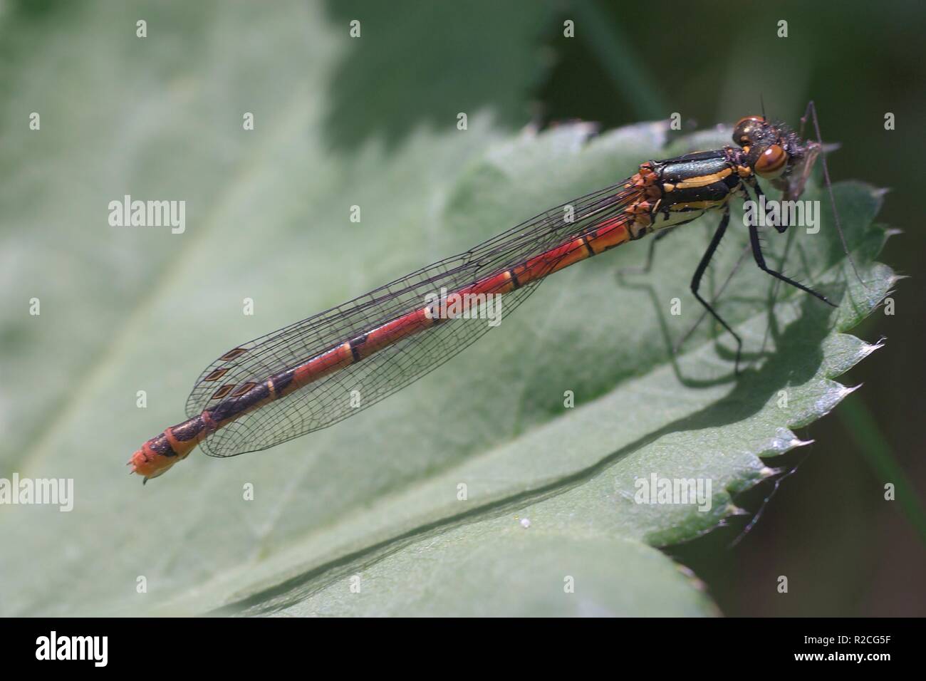 early adonis dragonfly Stock Photo - Alamy