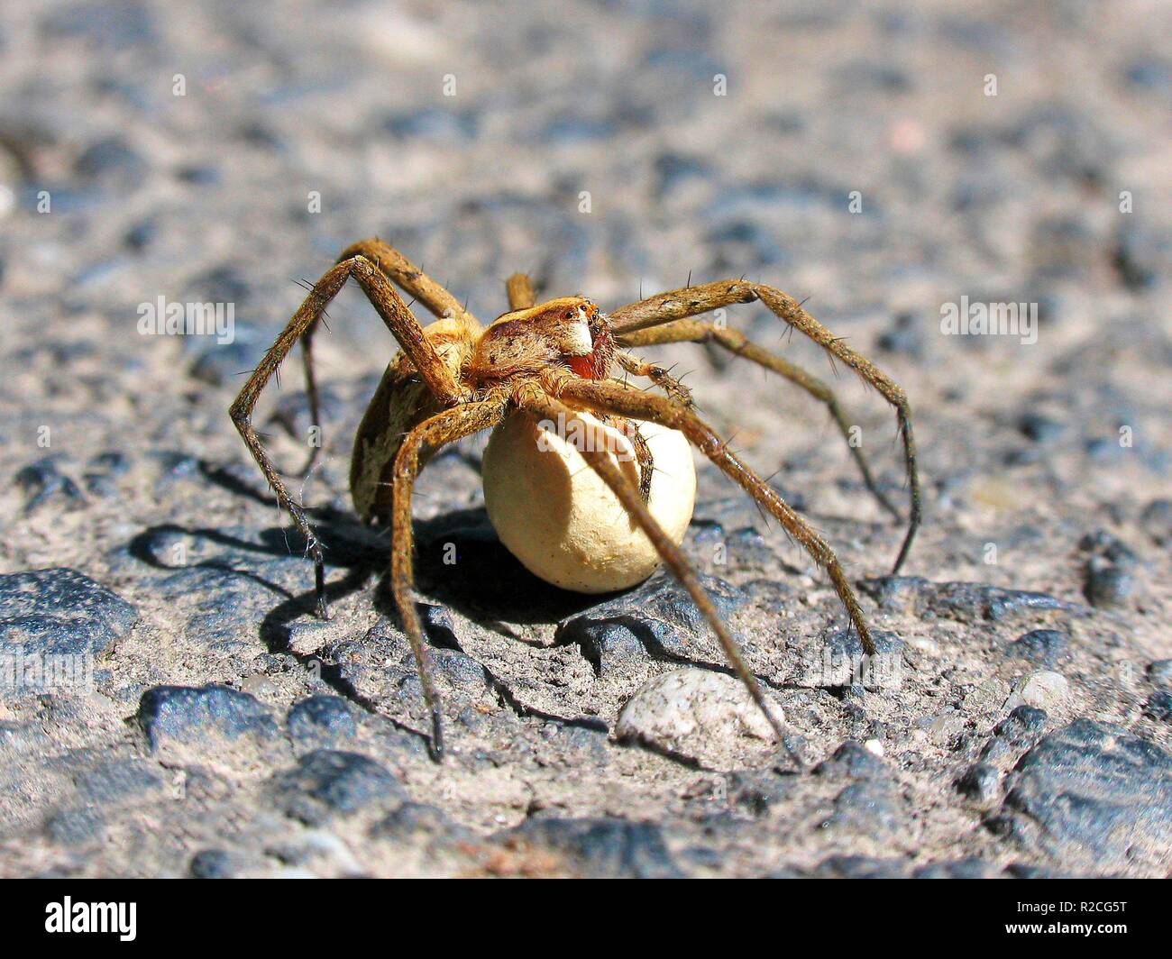 Spider mama hi-res stock photography and images - Alamy
