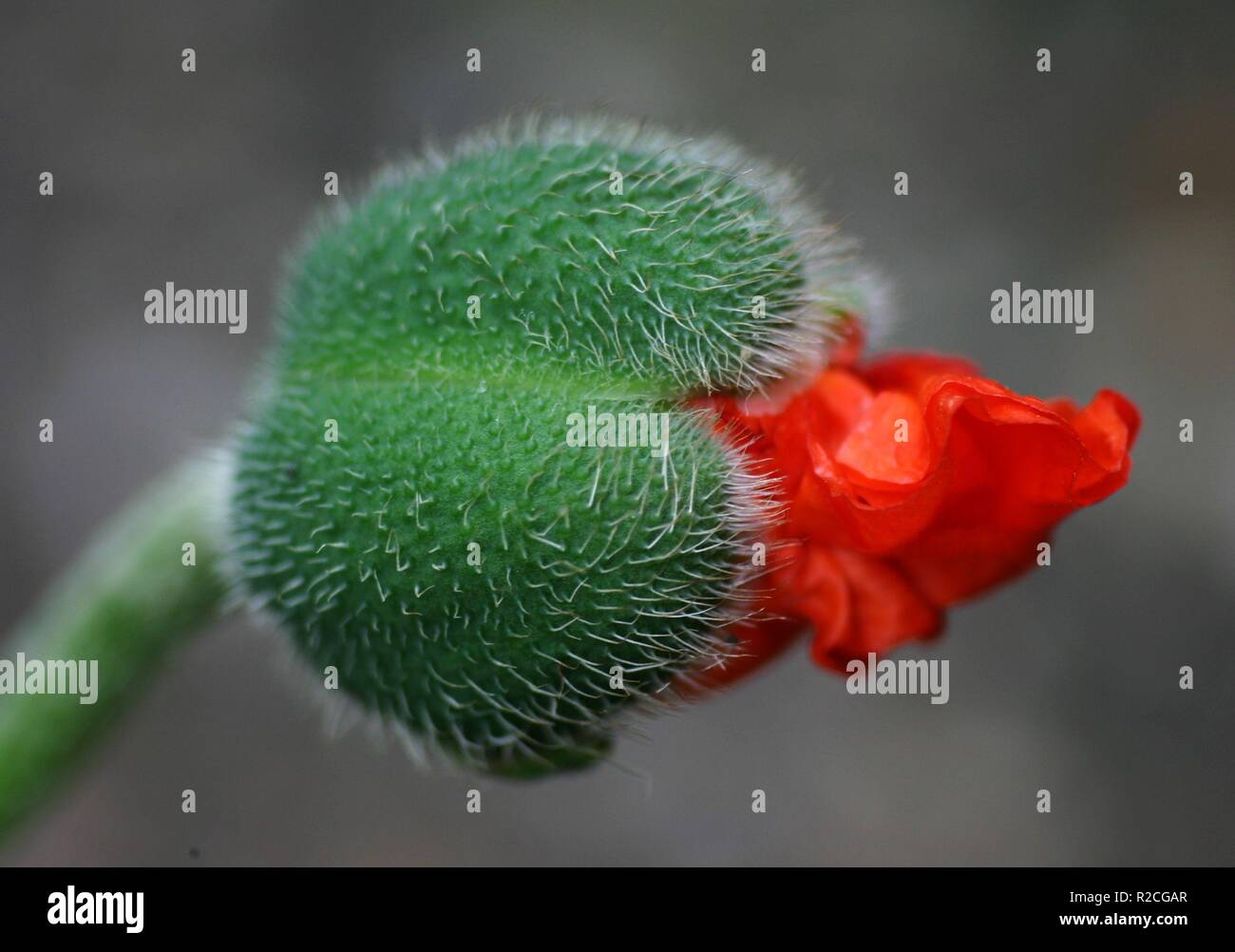 breaking open Stock Photo - Alamy