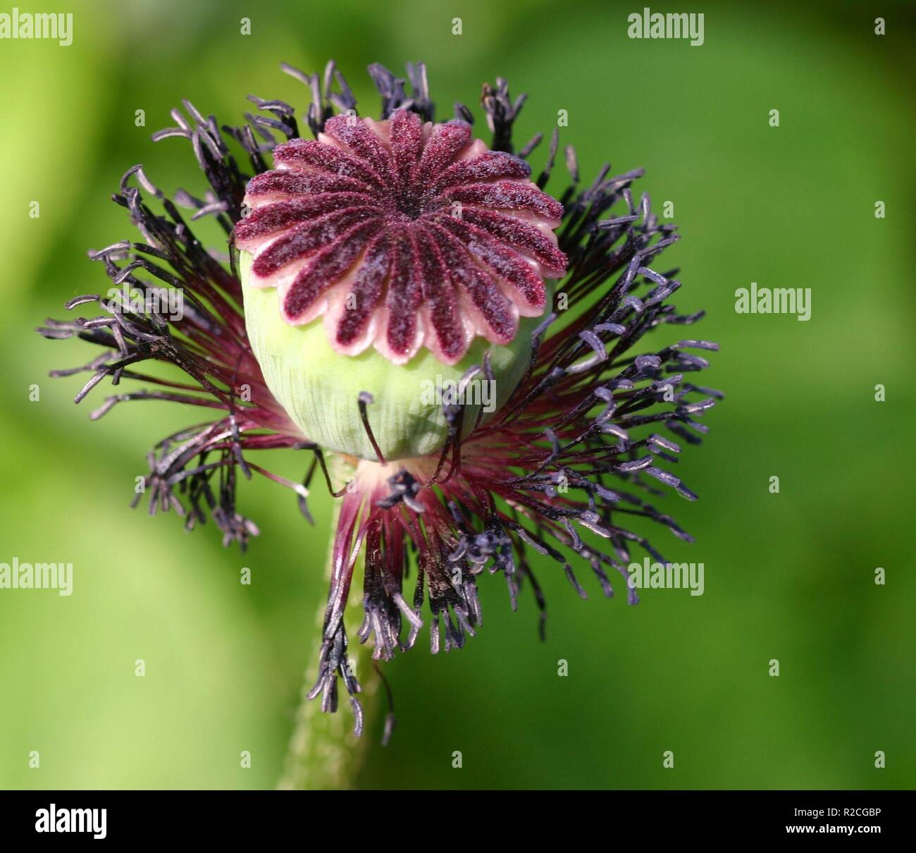 Nondurable hi-res stock photography and images - Alamy