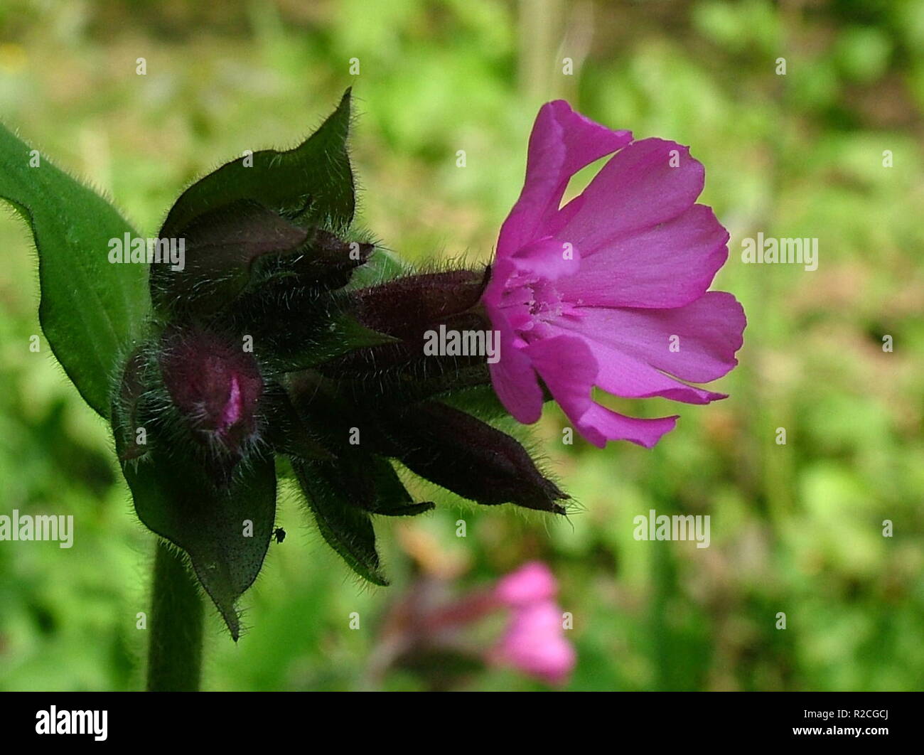 Wilde nelke hi-res stock photography and images - Alamy