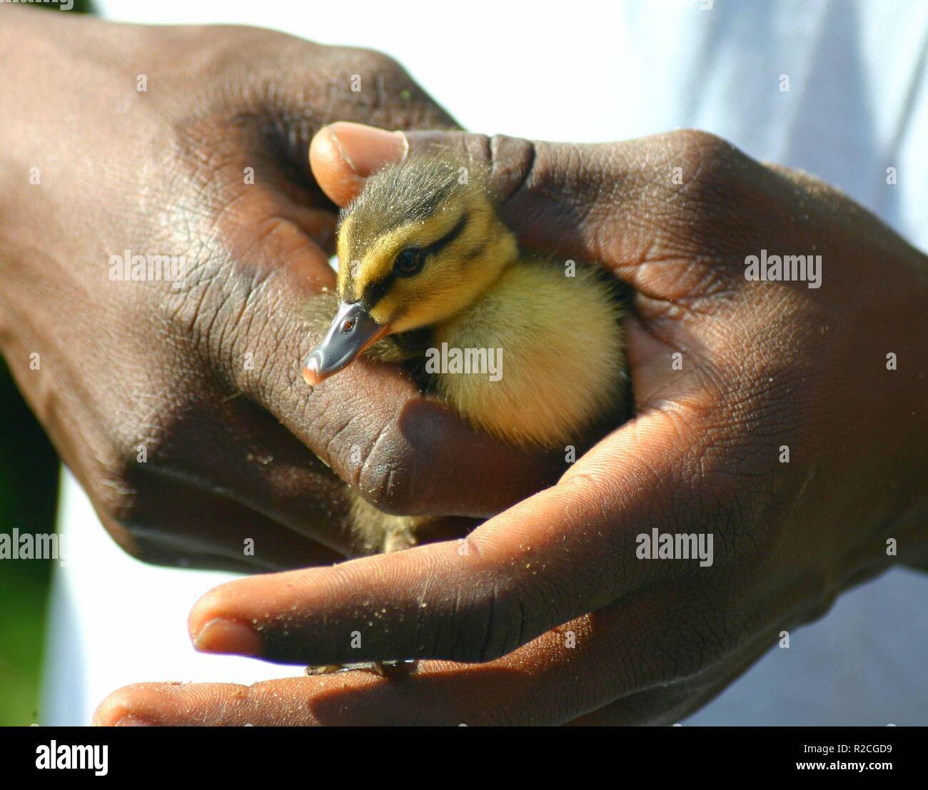 Human duck hi-res stock photography and images - Alamy