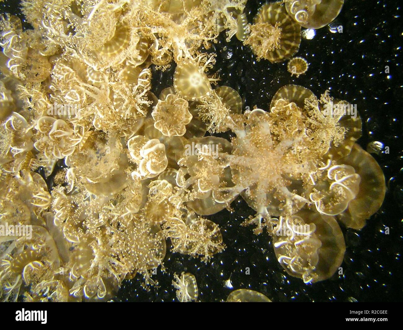 Close up jellyfish underwater hi-res stock photography and images - Alamy