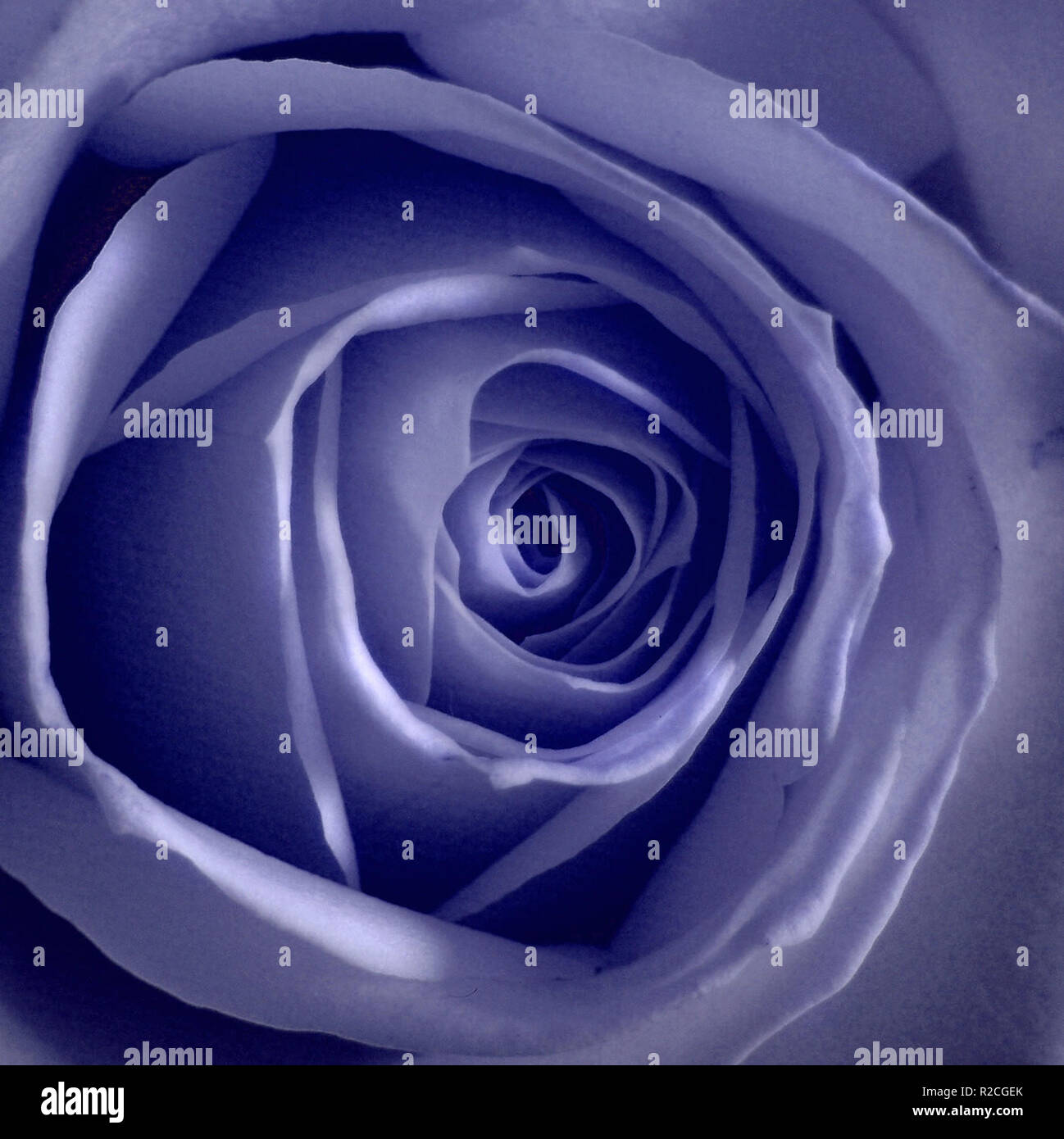 Ka nigin der blumen hi-res stock photography and images - Alamy